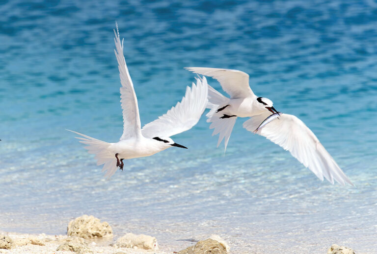 Farquhar Atoll | Outer Islands Seychelles | IDC
